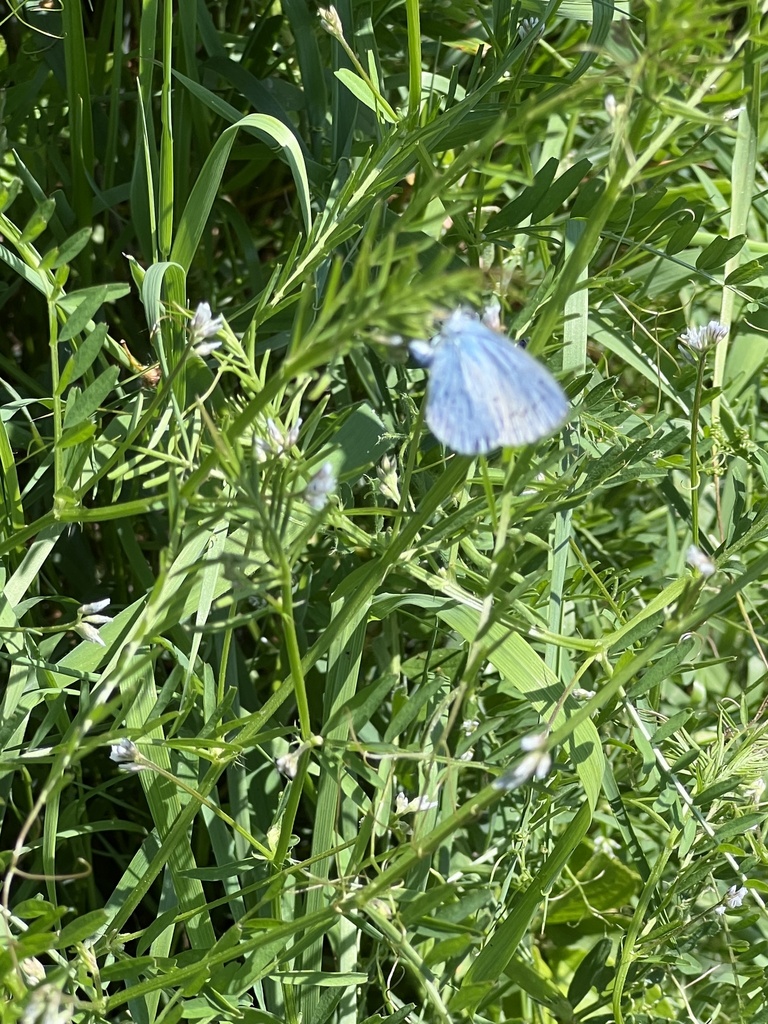 Holly Blue from Hounslow, Feltham, England, GB on May 20, 2024 at 12:56 ...