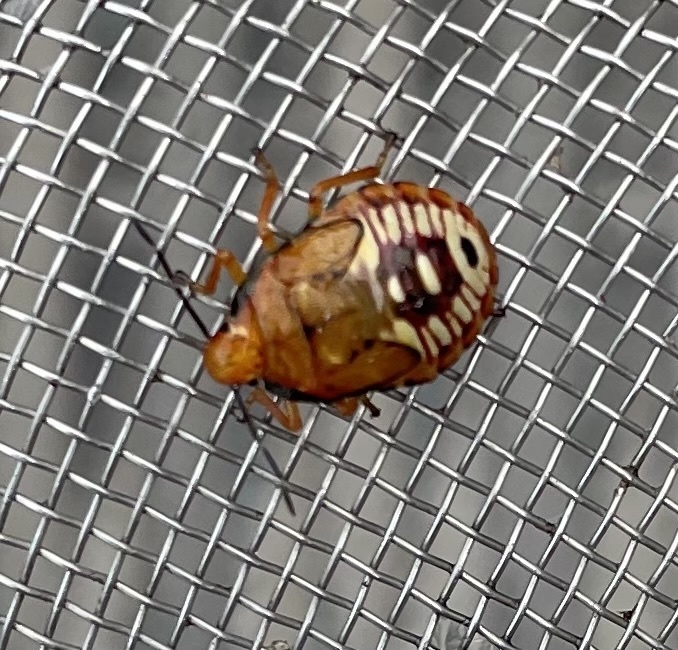 Stink Bugs from Emerald Shore Ct, Houston, TX, US on May 20, 2024 at 07 ...