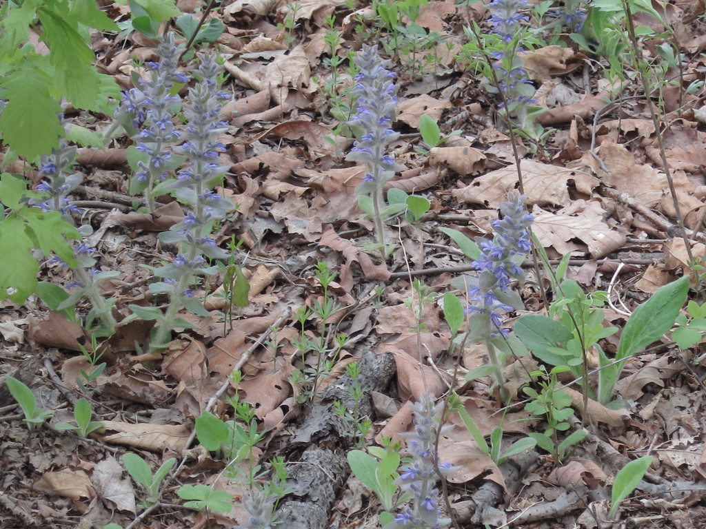Ajuga multiflora from Горно-Таежное, Приморский край, Россия, 692533 on ...