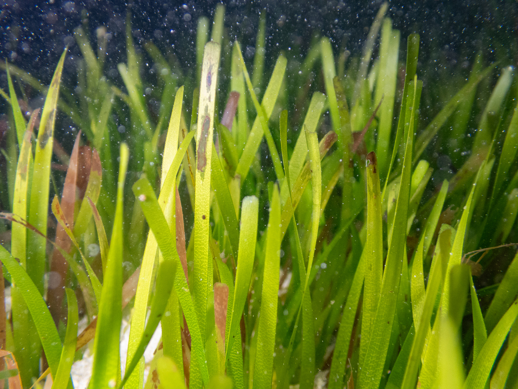 Round-leafed ribbon grass (Cymodocea rotundata) - Botanical Realm