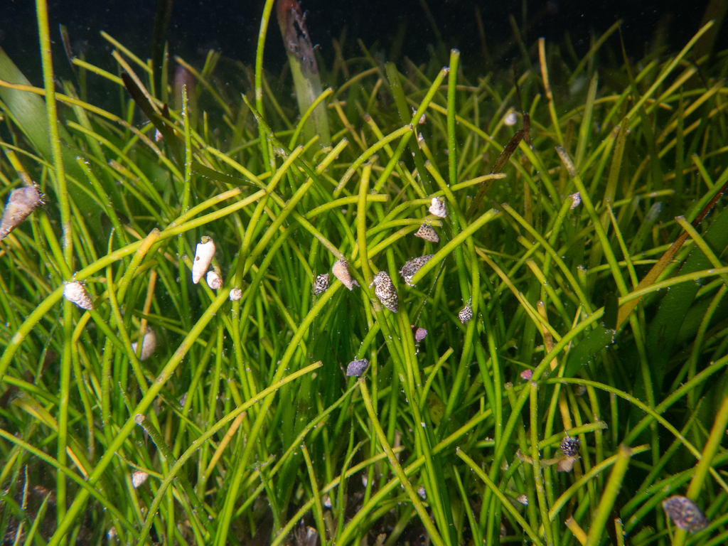 Syringodium isoetifolium on April 13, 2024 at 08:31 PM by WILDDADA ...