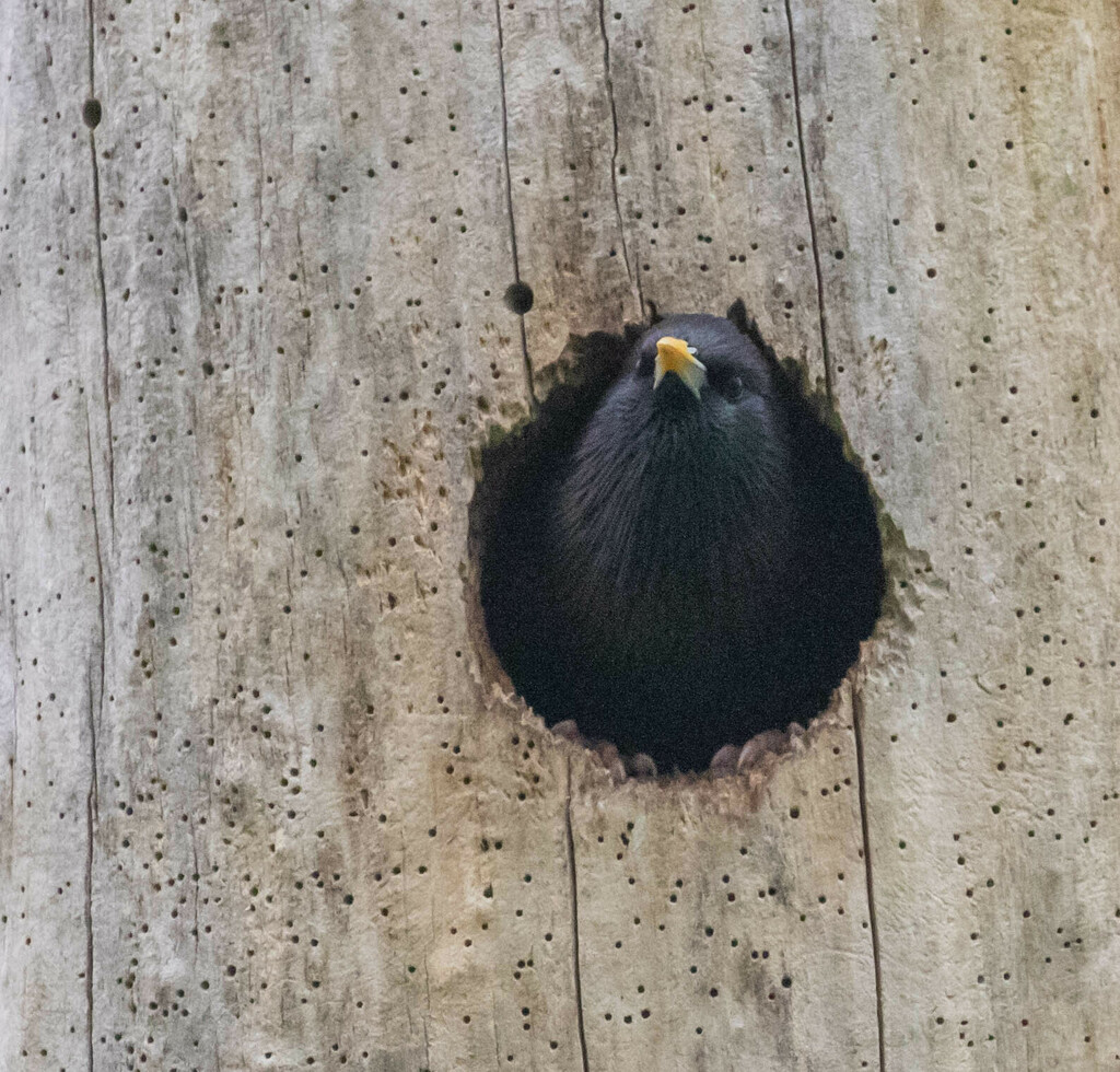 European Starling from Lucas County, OH, USA on May 7, 2024 at 10:29 AM ...
