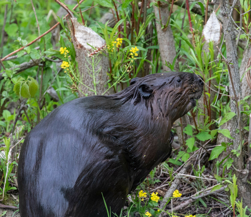 American Beaver from Ottawa County, OH, USA on May 7, 2024 at 11:26 AM ...