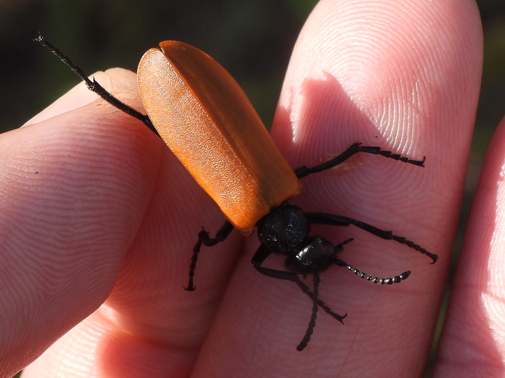 Pricklypoppy Blister Beetle from Somervell County, TX, USA on May 19 ...