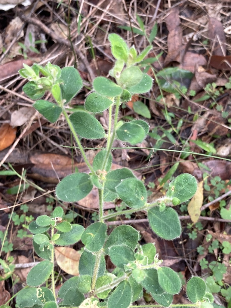 Pimelea altior from Middle Brother NSW 2443, Australia on May 18, 2024 ...