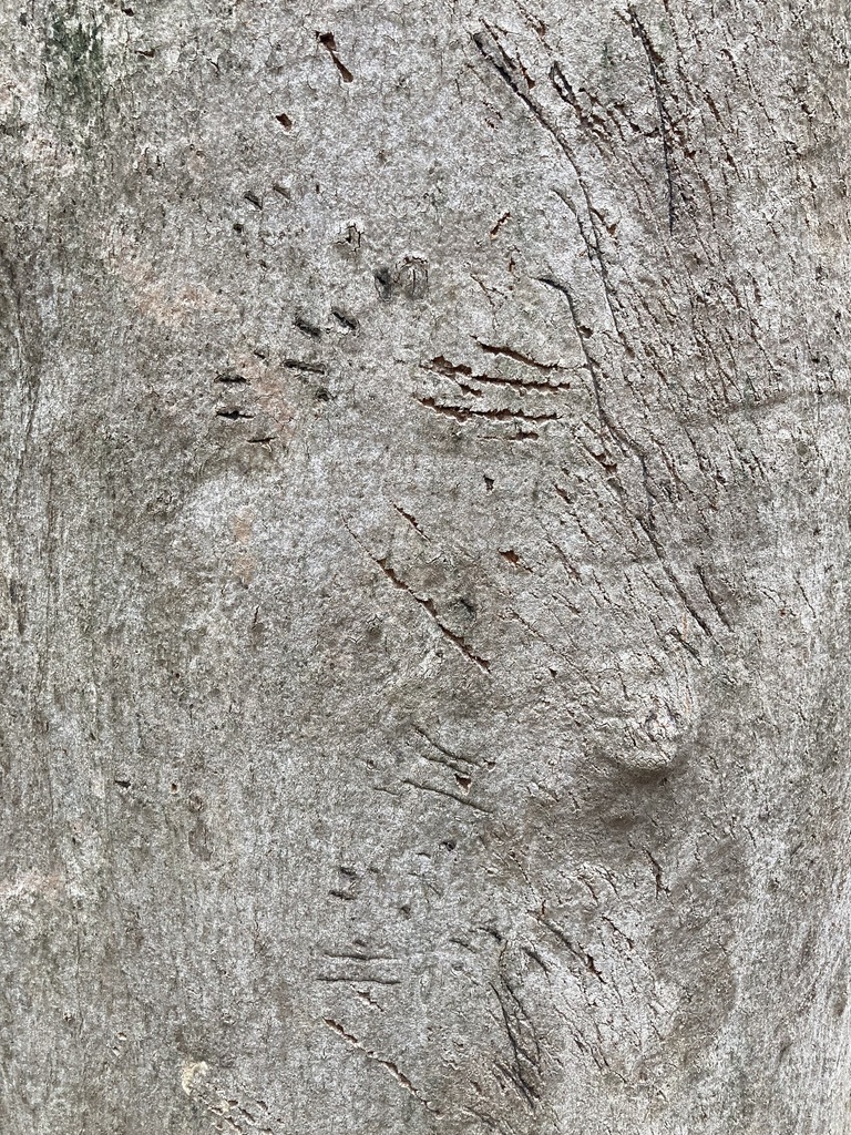 Vertebrates from Middle Brother NSW 2443, Australia on May 18, 2024 at ...