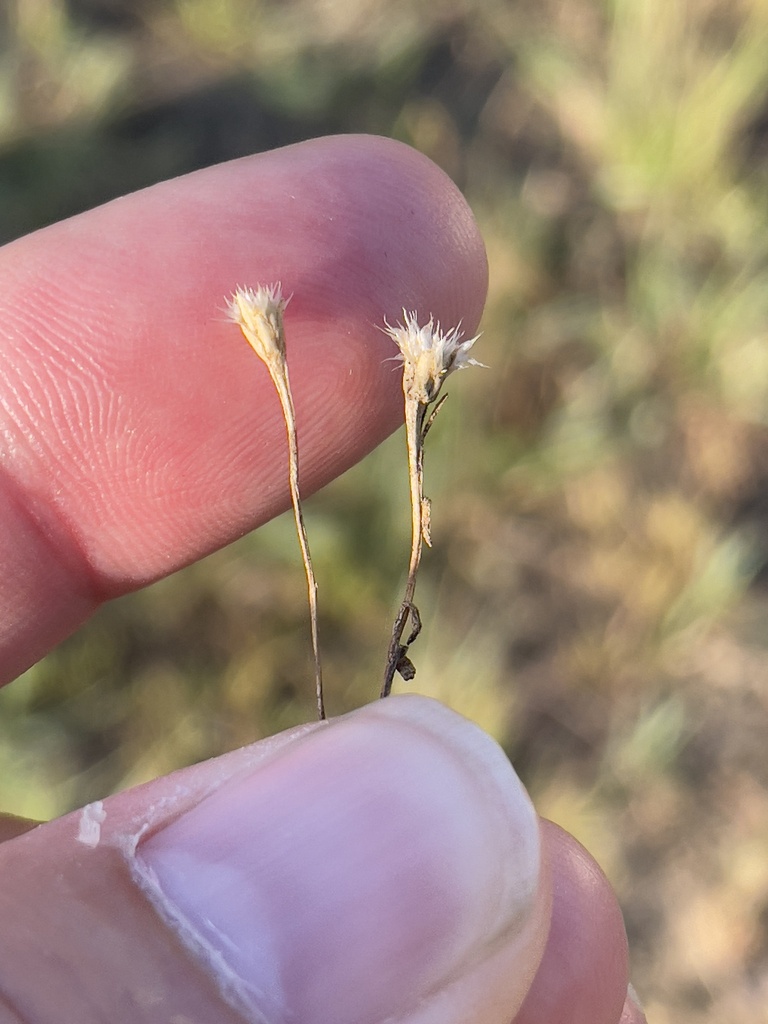 Texas Prairie Dawn in May 2024 by Paul Marcum · iNaturalist