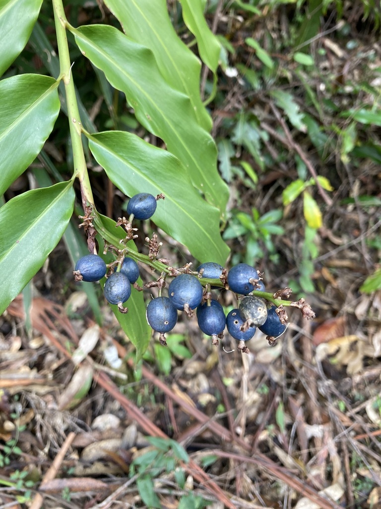 dwarf ginger from Middle Brother NSW 2443, Australia on May 18, 2024 at ...