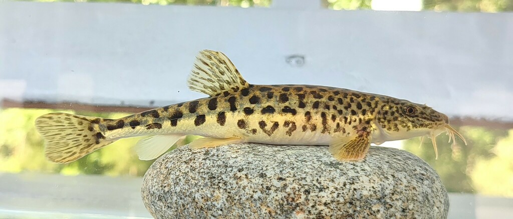 Spotted Thicklip Loach (Triplophysa strauchii) - Marine Life Identification