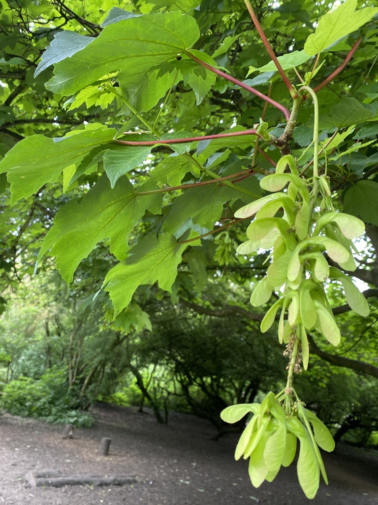 sycamore maple from Fulford Cross, York, England, GB on May 20, 2024 at ...