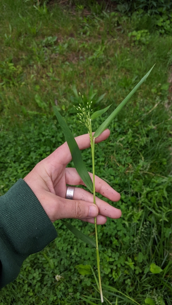 Bicknell's Witchgrass in May 2024 by Claire Ciafré. Transplanted from a ...
