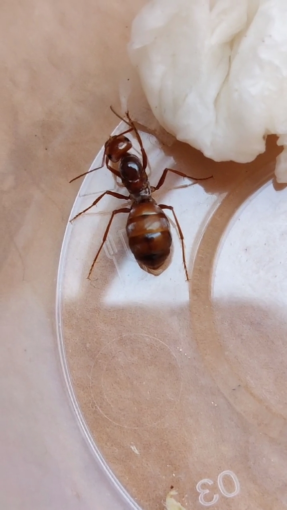 Saharan Silver Ant from Ben Khlil, 摩洛哥 on May 17, 2024 at 10:09 PM by ...