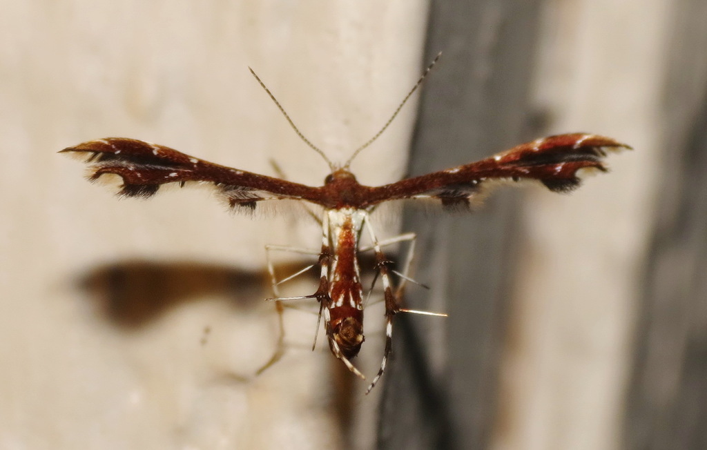 Himmelman's and Busck's Plume Moths from Midlothian, VA on May 27, 2016 ...