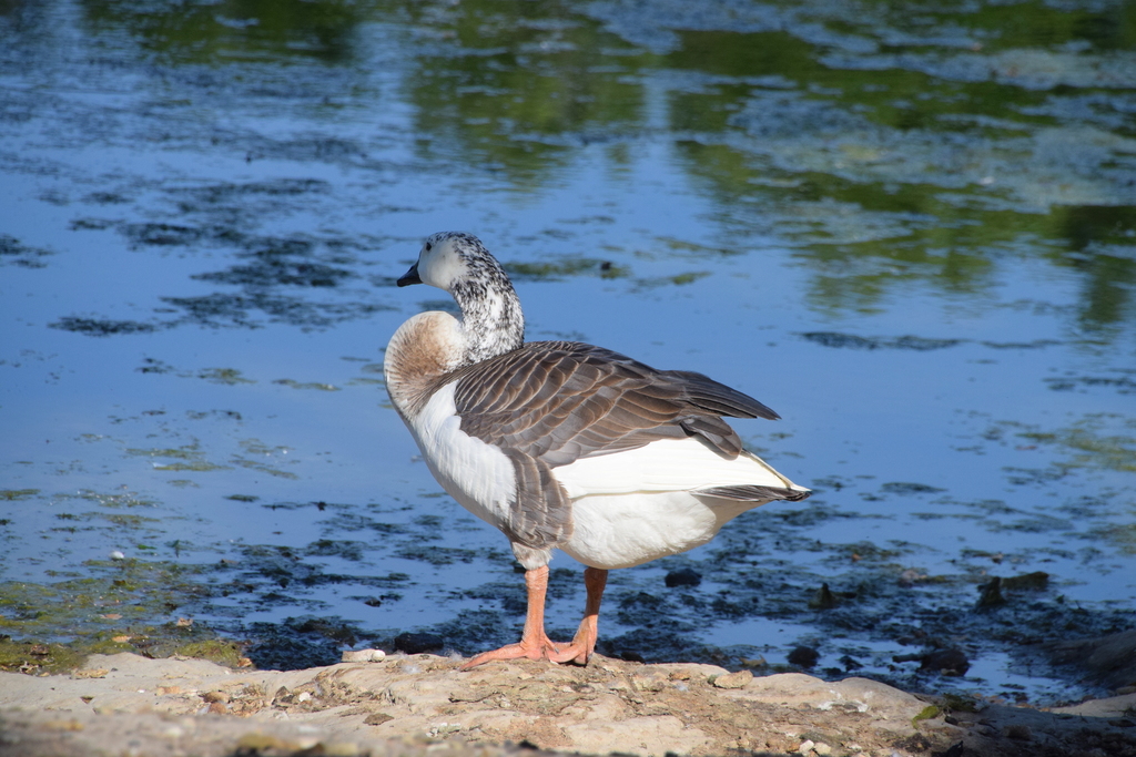 Domestic Greylag Goose from Walnut Creek, CA, USA on May 08, 2019 at 05 ...