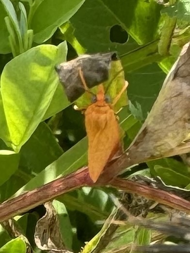 Virbia Moths from SW 80th St, Miami, FL, US on May 15, 2024 at 02:32 PM ...