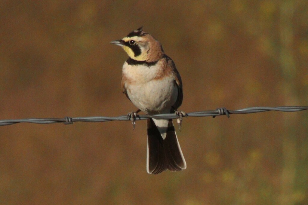 Dusky Horned Lark from Baker County, OR, USA on May 11, 2024 at 06:27 ...
