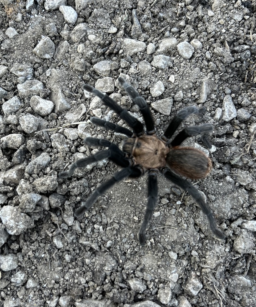 Texas Brown Tarantula from Cedar Hill State Park, Cedar Hill, TX, US on ...