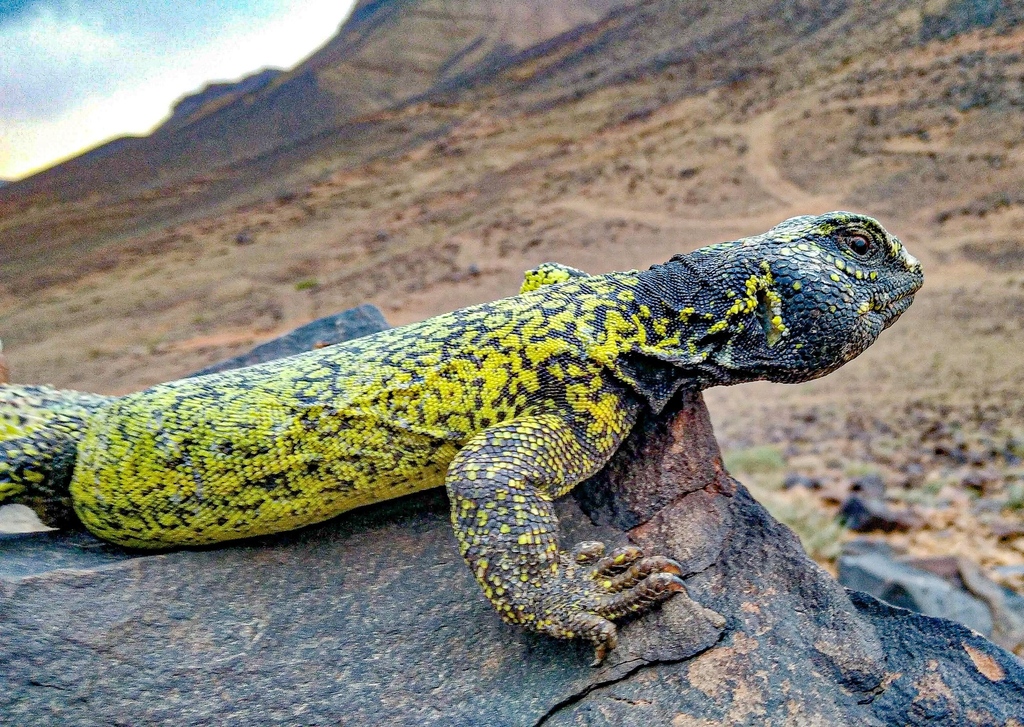 Moroccan Spiny-tailed Lizard from Province de Tinghir, Maroc on May 20 ...