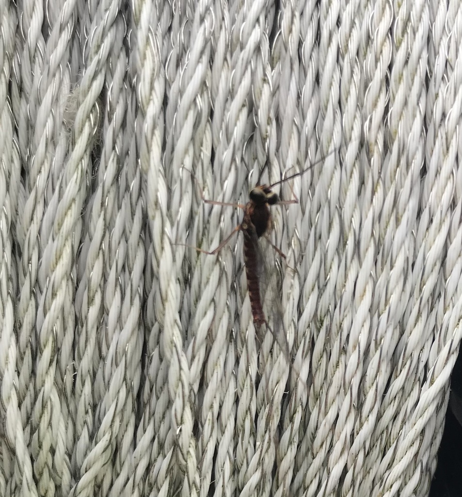 Mayflies from Dee and Glenkens Ward, Kirkcudbright, Scotland, GB on May ...