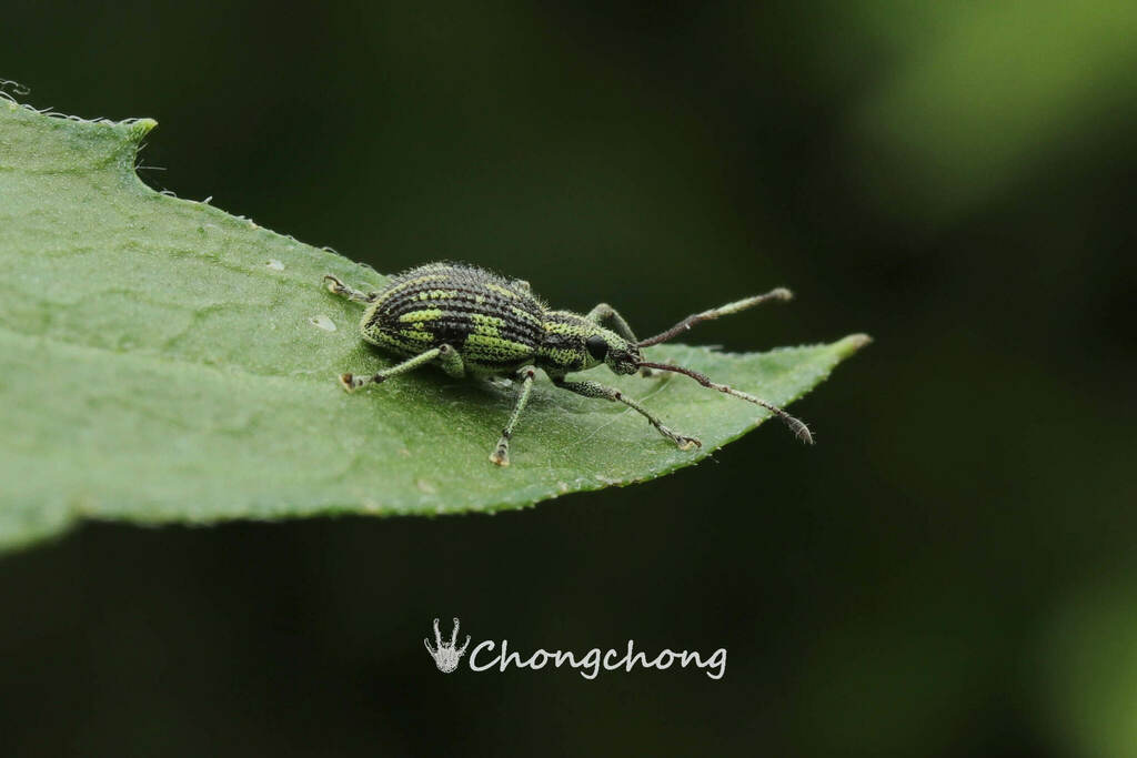 Myllocerinus ochrolineatus from 中国江苏省镇江市句容市螺丝宕 邮政编码: 212412 on May 17 ...