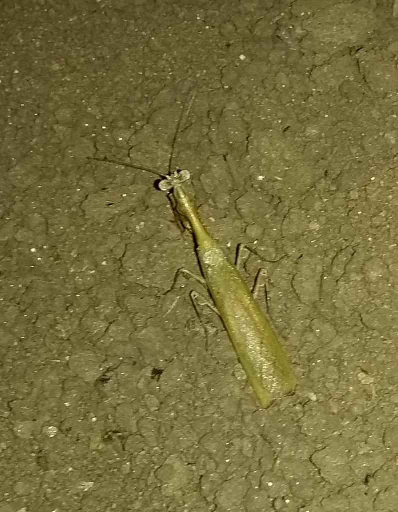 Acromantis insularis from Idukki, IN-KL, IN on May 9, 2019 at 11:53 AM ...