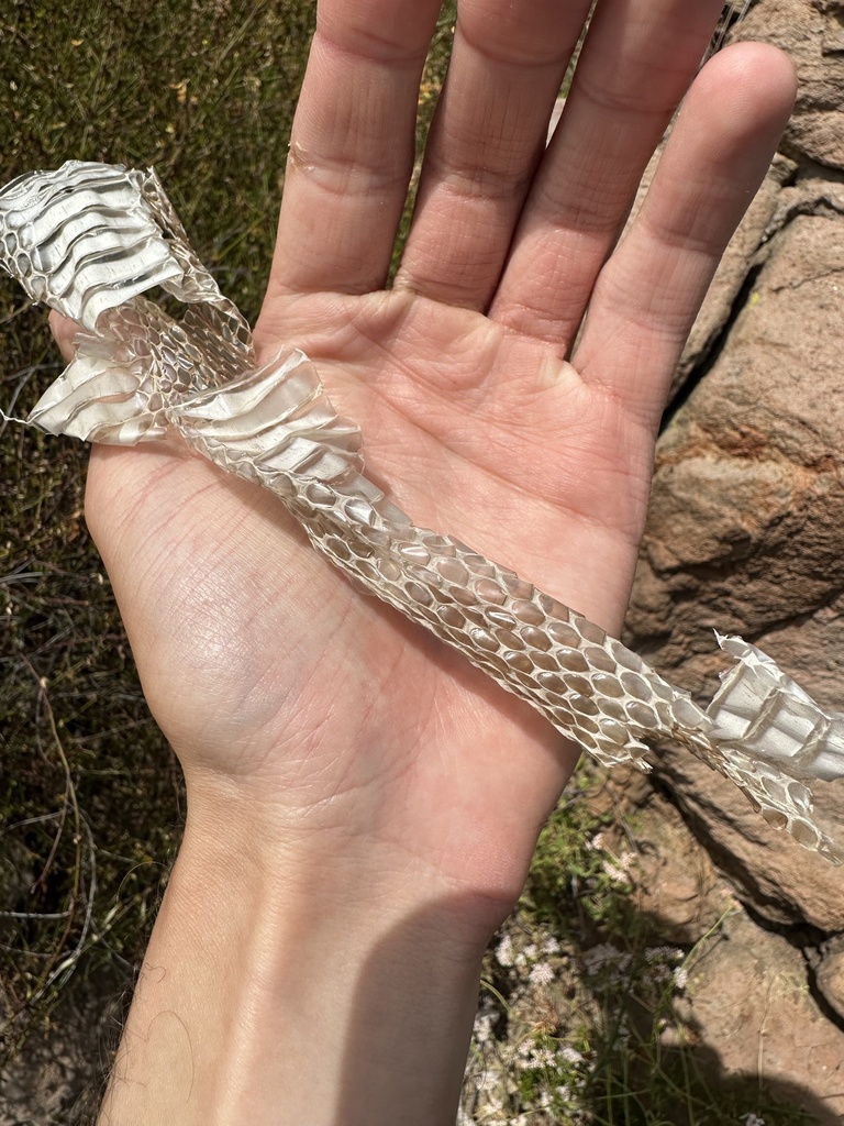 Colubrine Snakes from Truinfo Creek Park, Agoura Hills, CA, US on May ...