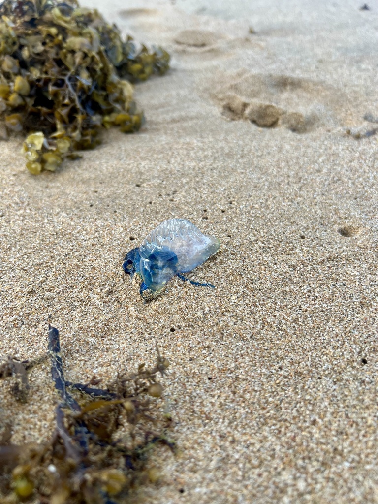 Portuguese Man o' War from Rowes Bay, Town Common, QLD, AU on January 4 ...