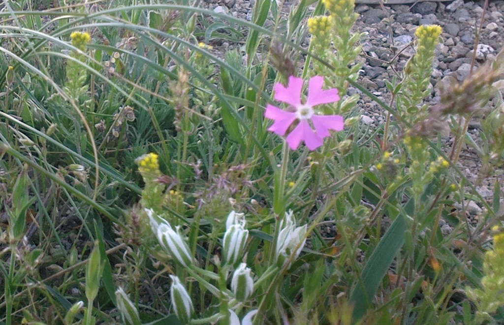 (Silene subconica) - Botanical Realm