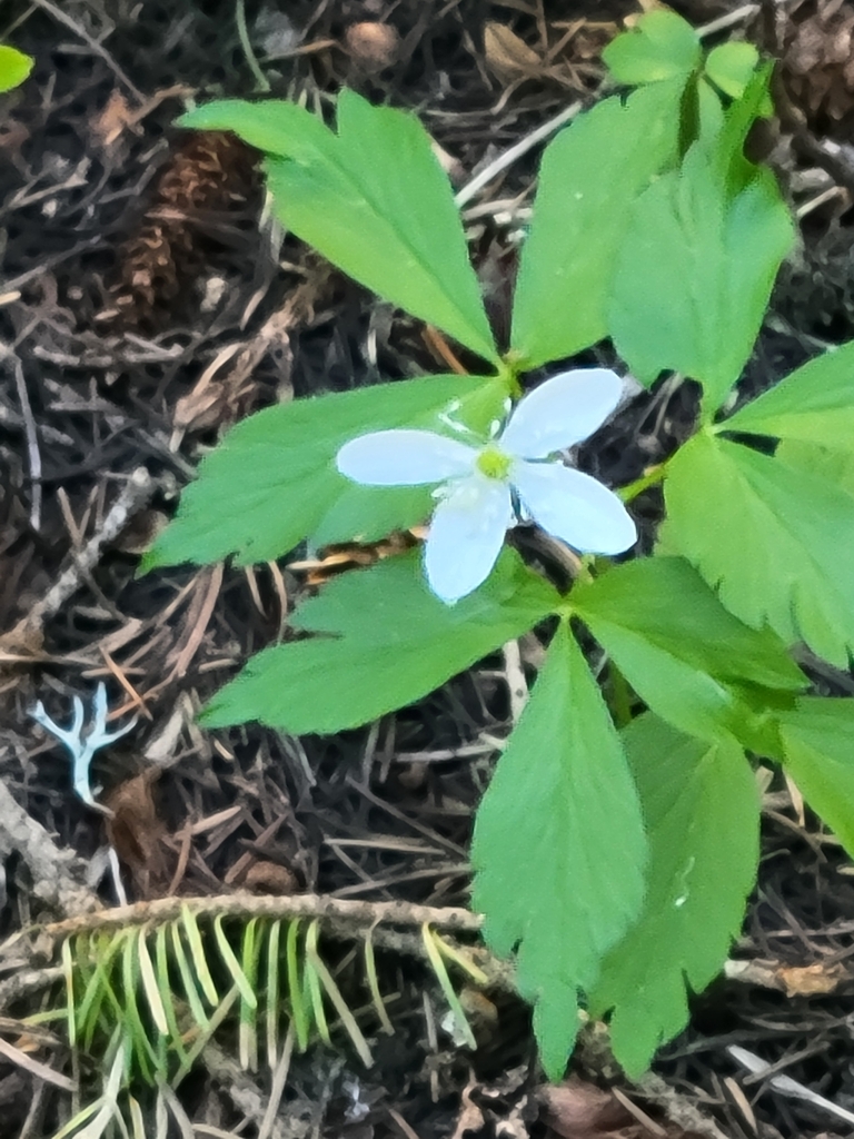 Piper's Anemone from Meacham, OR 97859, USA on May 20, 2024 at 08:13 AM ...
