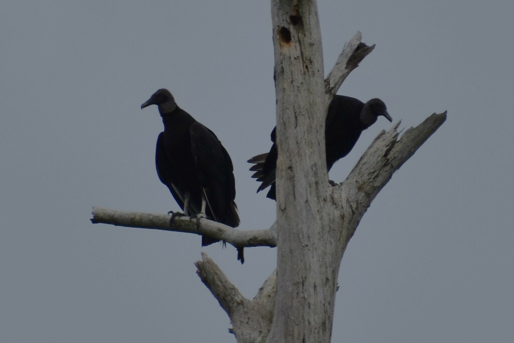 Black Vulture from Old Tennessee Pike Rd, Alabama 35126, USA on May 15 ...