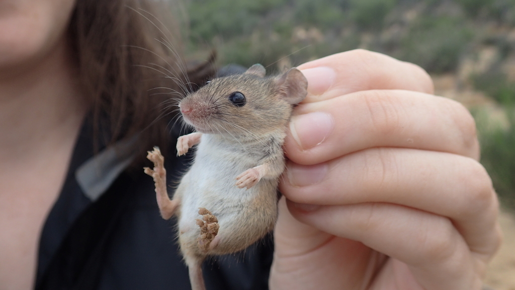 Sandy Inland Mouse from Bunjil WA 6623, Australia on April 10, 2015 at ...