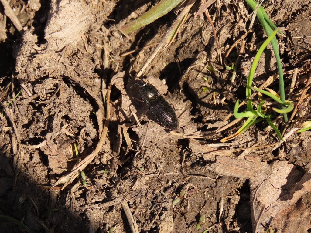green click beetle from Свердловская обл., Россия, 622048 on May 20 ...