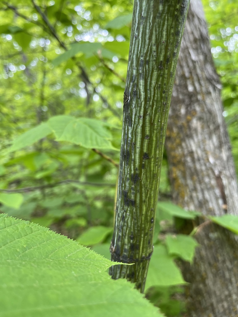 striped maple from Harbor Springs, MI, US on May 20, 2024 at 11:43 AM ...