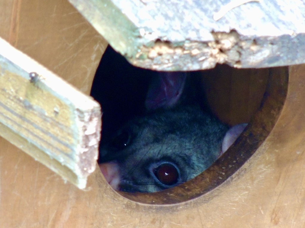 Common Brush-tailed Possum from Palmview QLD 4553, Australia on ...