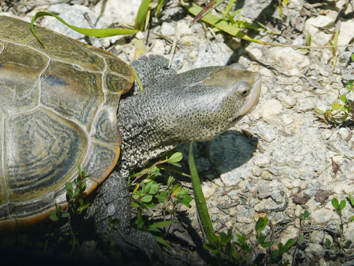 Diamondback Terrapin from Bombay Hook National Wildlife Refuge, Kent ...