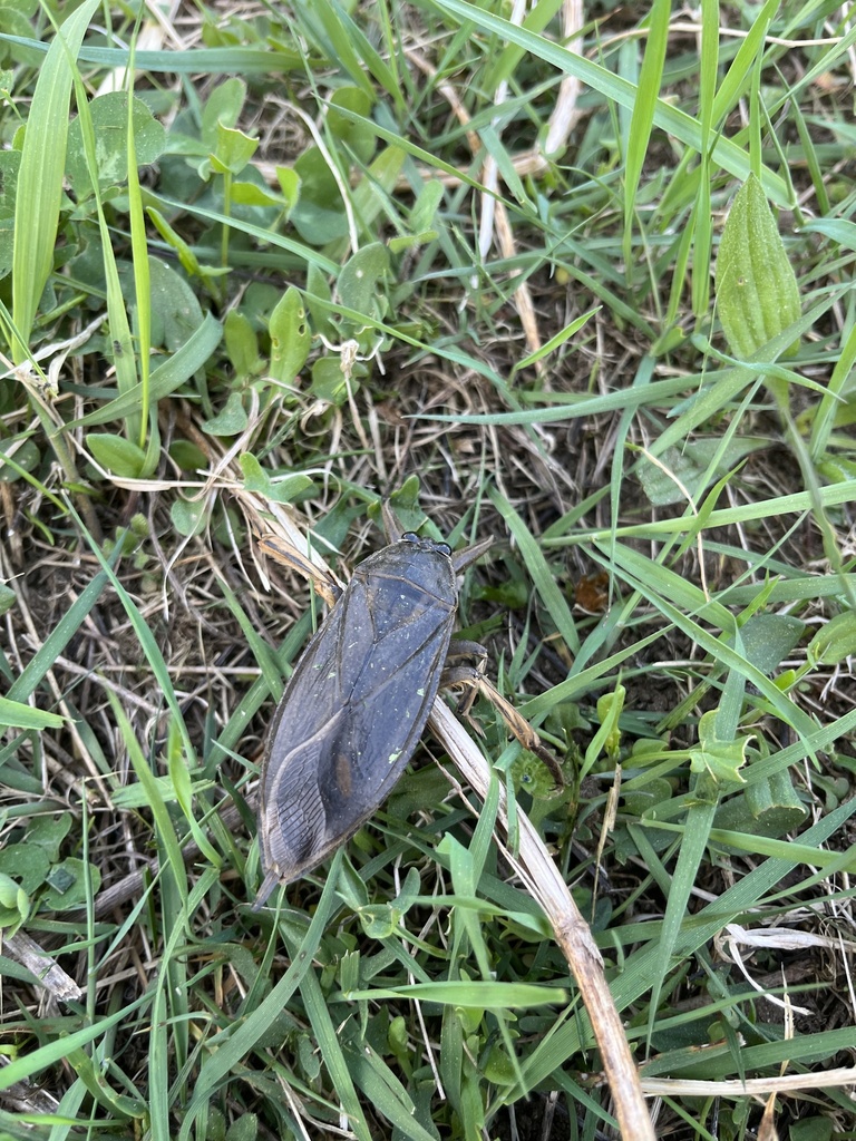 American Giant Water Bug from Highway 124, Whitestone, ON, CA on May 20 ...