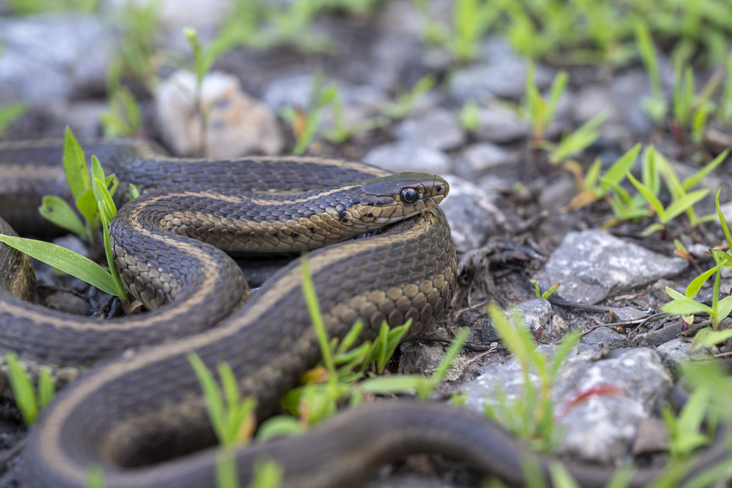 Short-headed Garter Snake in May 2024 by Yasuhiko Komatsu · iNaturalist