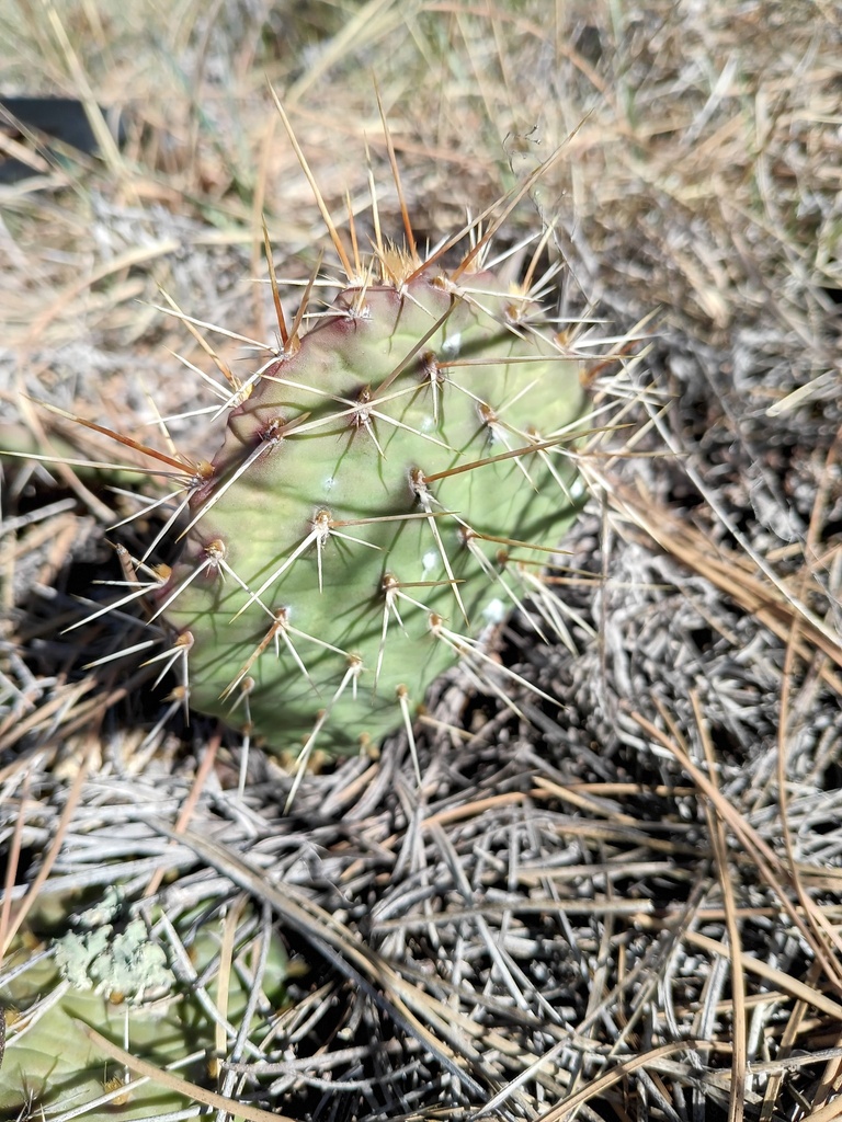 Prickly Pears from Custer County, SD, USA on April 23, 2024 at 09:45 AM ...