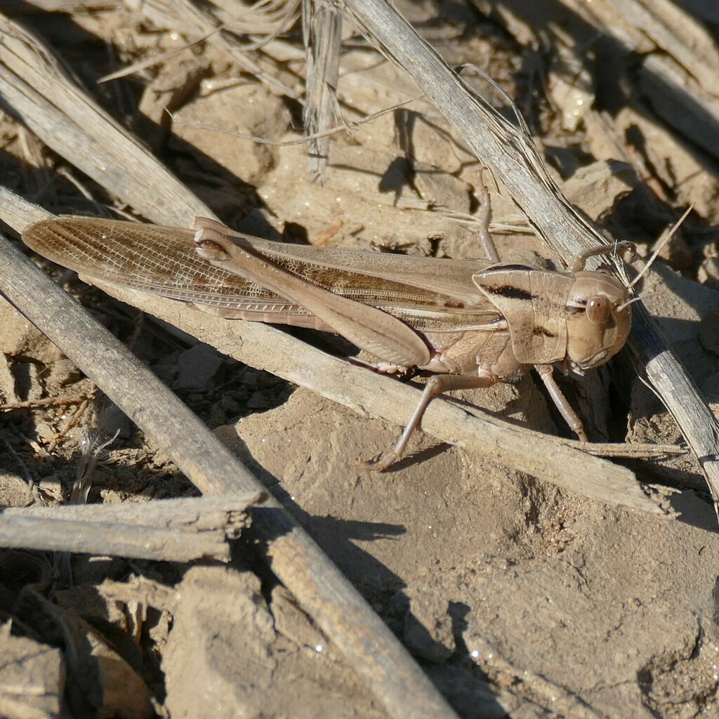 Migratory Locust from Swakop river near Swakopmund, Region Erongo ...