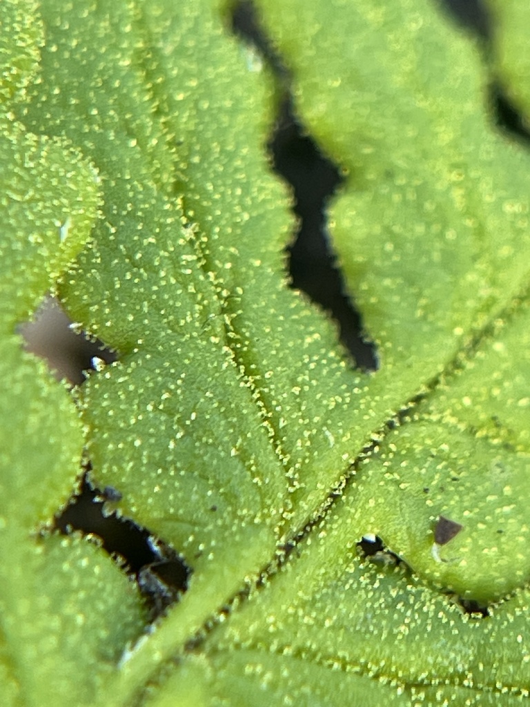 Rebman's Silverback Fern from Jamul, CA, US on May 20, 2024 at 09:06 AM ...