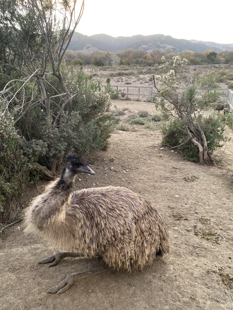 Emu from Solvang, CA, US on December 9, 2023 at 04:54 PM by jennyp_p4 ...