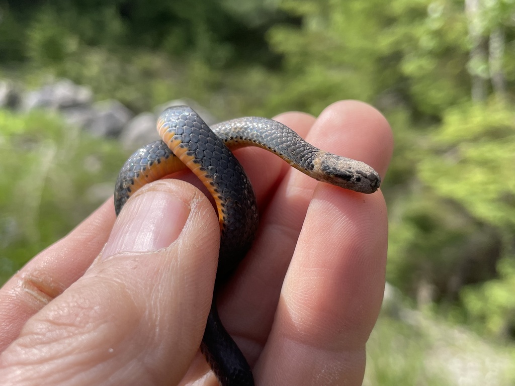 Northern Ringneck Snake from Johnsons Harbour Rd, Northern Bruce ...