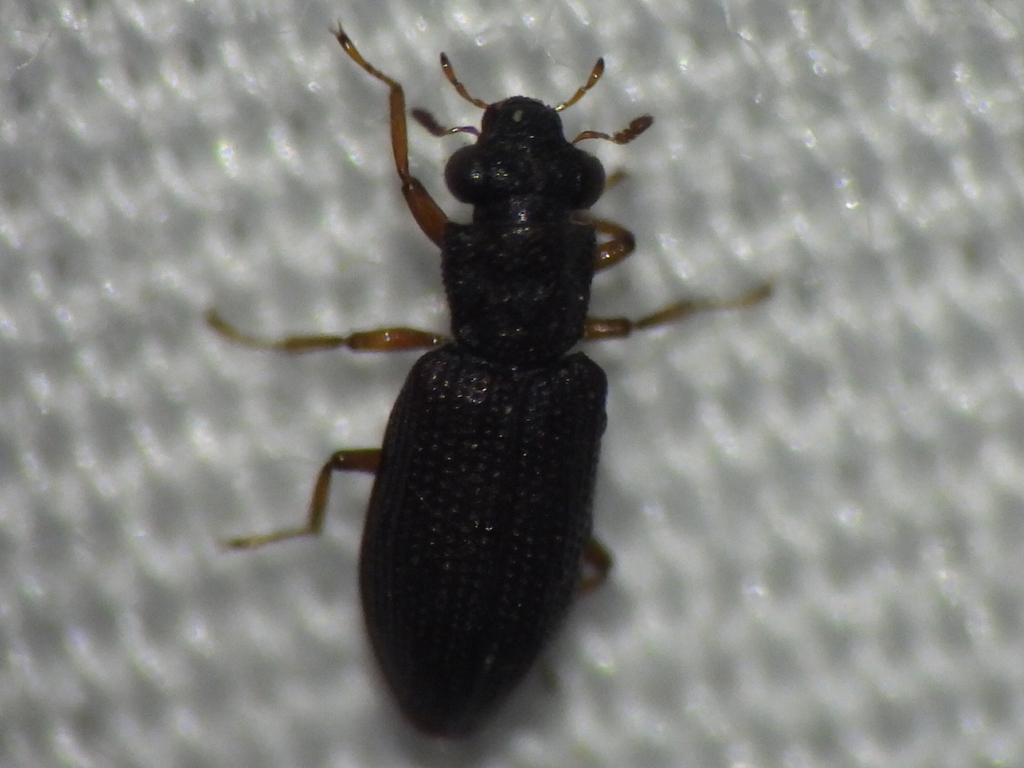 Hydrochus from Somervell County, TX, USA on May 19, 2024 at 01:56 AM by ...