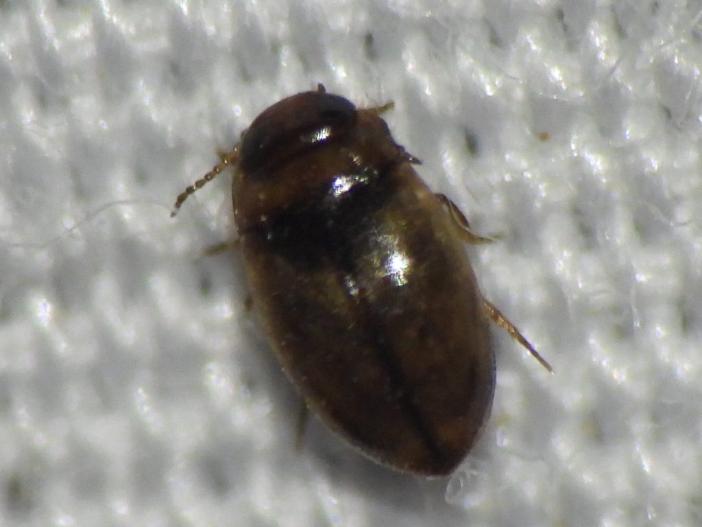 Uvarus from Somervell County, TX, USA on May 19, 2024 at 01:59 AM by ...