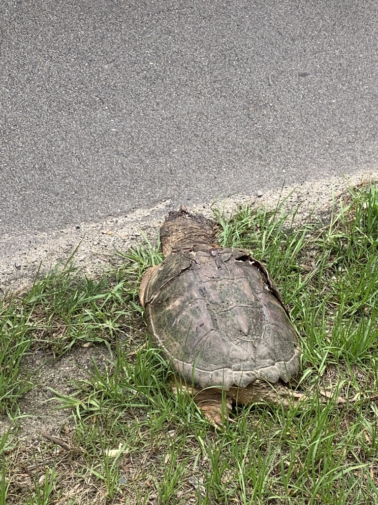 Common Snapping Turtle from Aviation Pkwy, Cary, NC, US on May 20, 2024 ...
