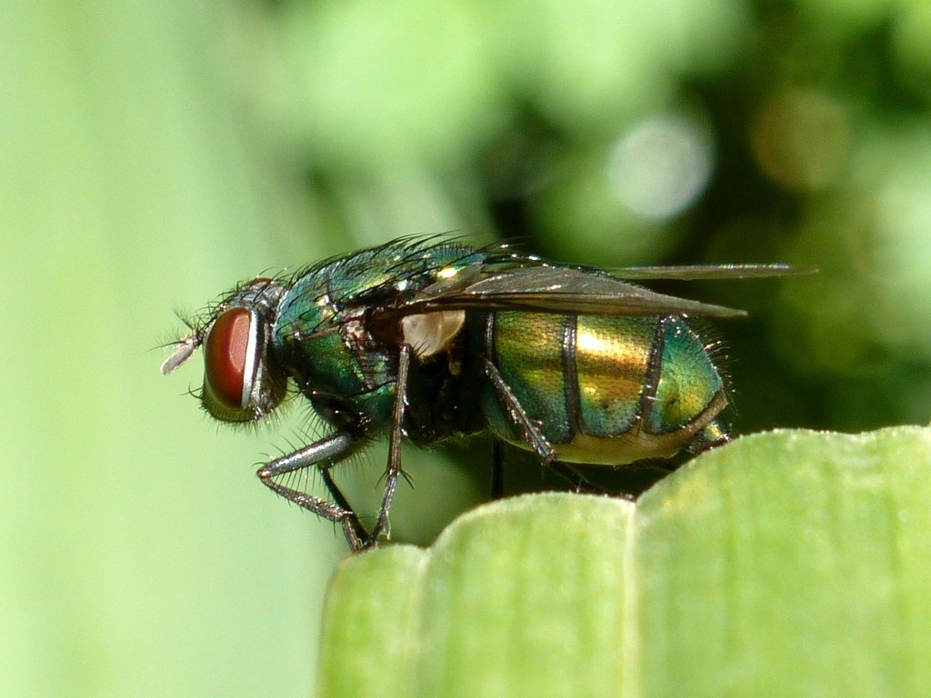 Greenbottle Flies from Усть-Лабинск, Краснодарский край, Россия on May ...