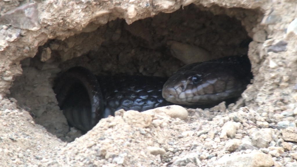 Western Black Desert Cobra (Walterinnesia aegyptia) - Snakes and Lizards