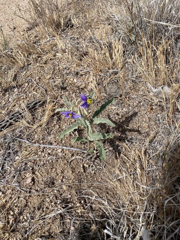 silverleaf nightshade from San Bernardino Dr NE, Albuquerque, NM, US on ...