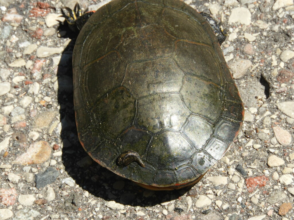 Smooth Turtle Leech from Marquette County, WI, USA on June 18, 2022 at ...