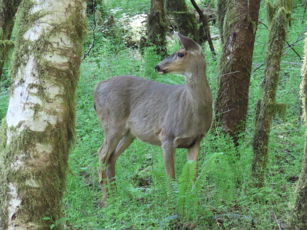 Mule Deer from Marymere Falls Trailhead, 227693-227769 Olympic Hwy ...
